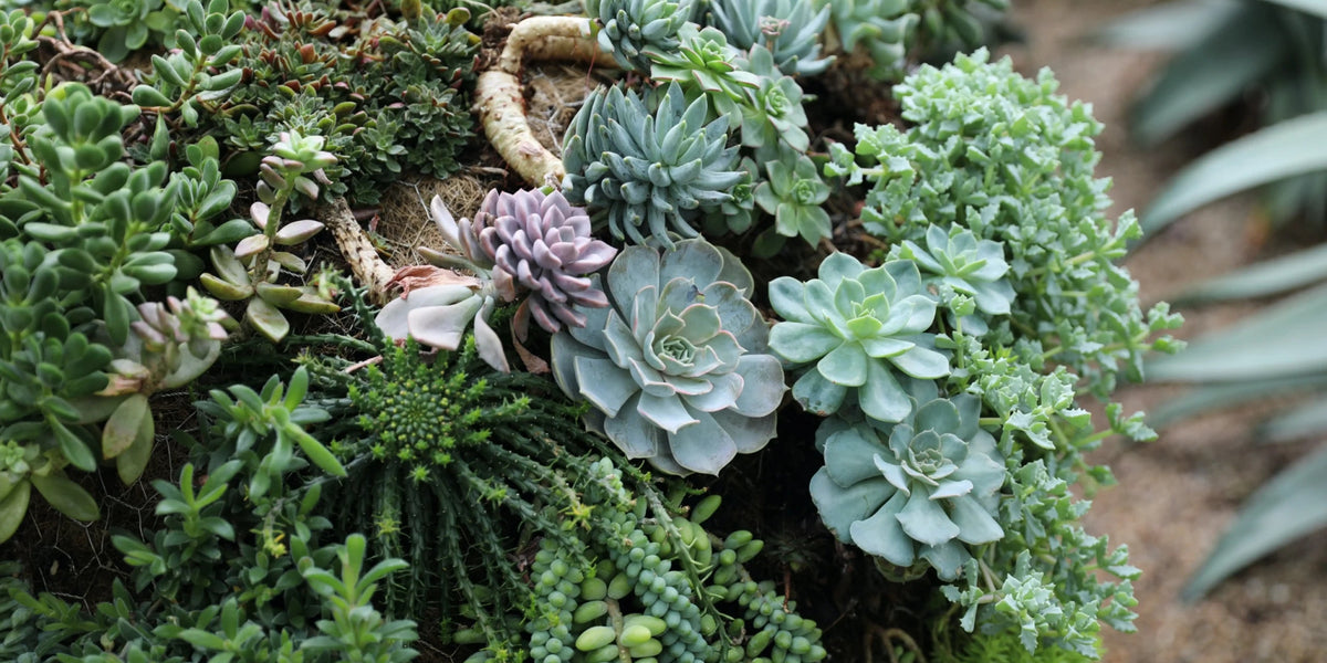 Beyond Succulents: 10 Best Water-Efficient Plants for Your Yard | Soildrops