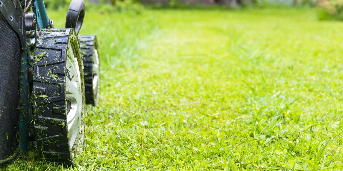 Everything You Need to Know about Centipede Grass | Soildrops