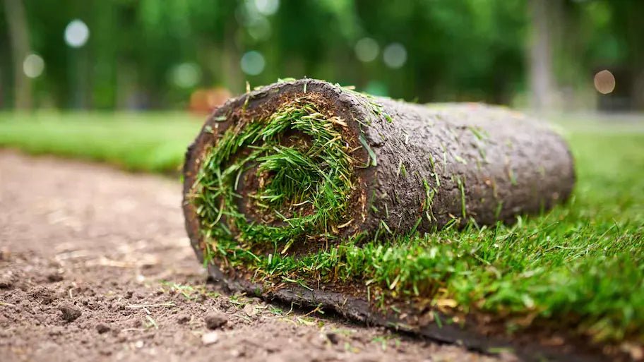 Exploring Sod: What Is Sod and 7 Types to Beautify Your Lawn | Soildrops